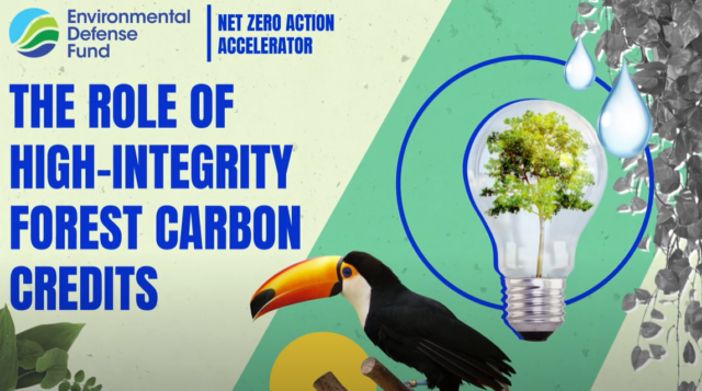 The Role of High-Integrity Forest Carbon Credits - Net Zero Action Accelerator