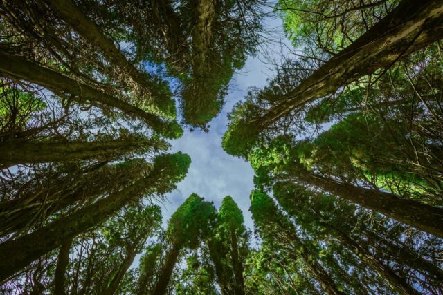 Nature Positive Roadmaps - Net Zero Action Accelerator